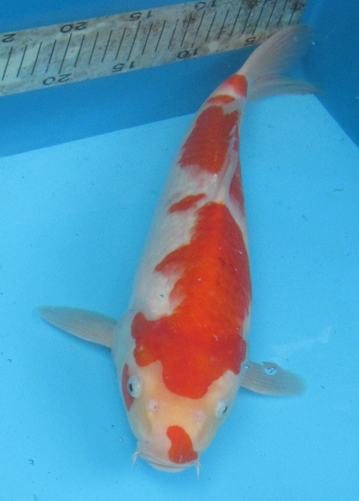 Yahoo!オークション - 錦鯉 No65 紅白 令和5年産 40cm 錦鯉