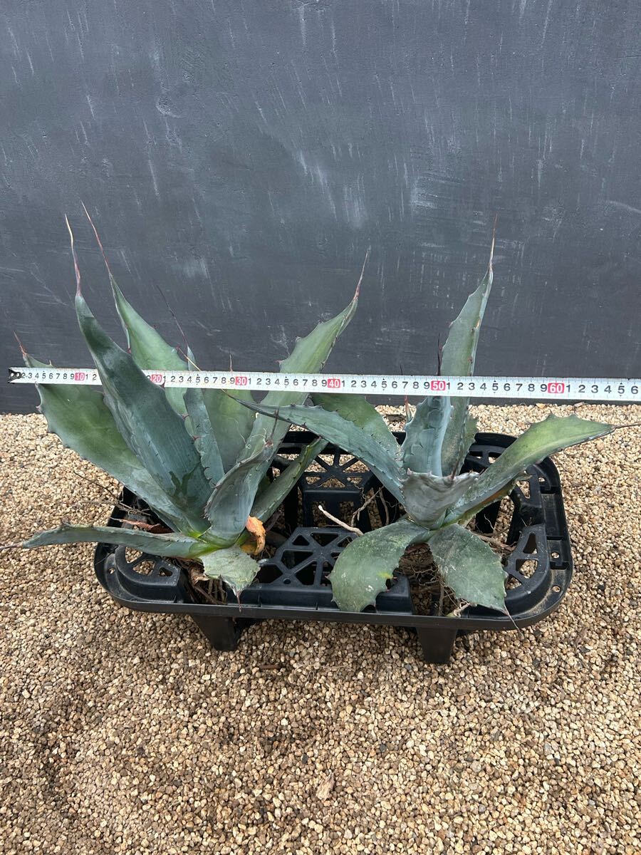 Yahoo!オークション - 2 Agave salmiana v.ferox dwarf アガベ サルミ...