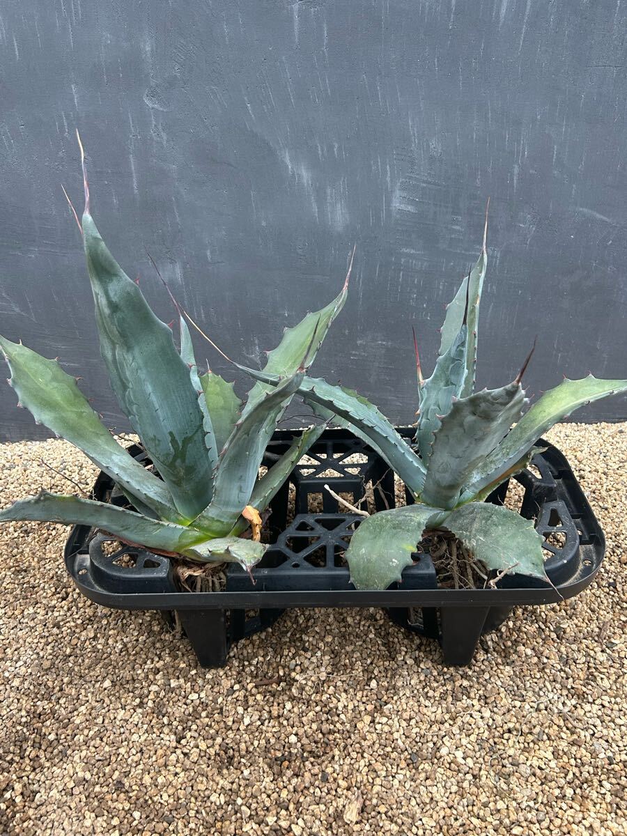 Yahoo!オークション - 2 Agave salmiana v.ferox dwarf アガベ サルミ...