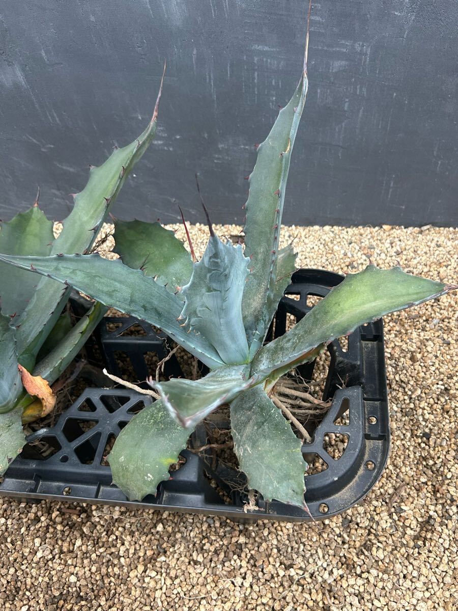 Yahoo!オークション - 2 Agave salmiana v.ferox dwarf アガベ サルミ...