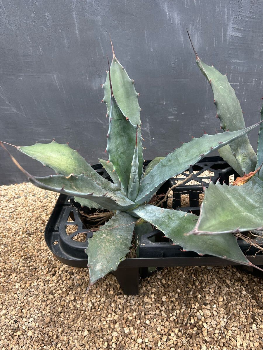 Yahoo!オークション - 2 Agave salmiana v.ferox dwarf アガベ サルミ...