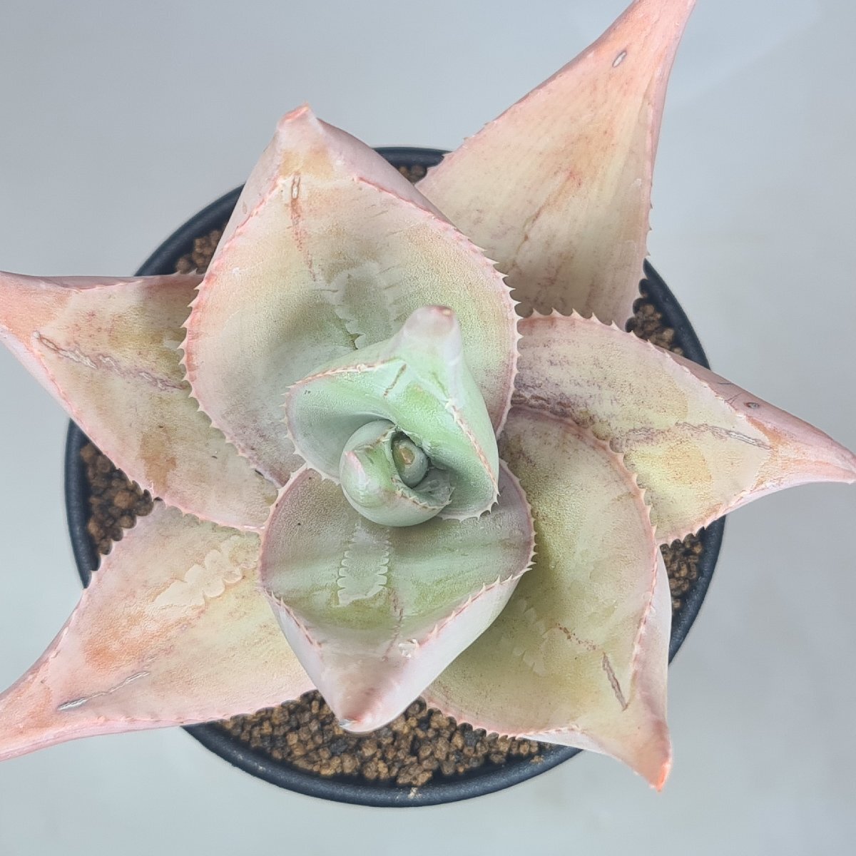 Yahoo!オークション - (実)アロエ・チャバウディー Tanzania 9cm鉢 カ...