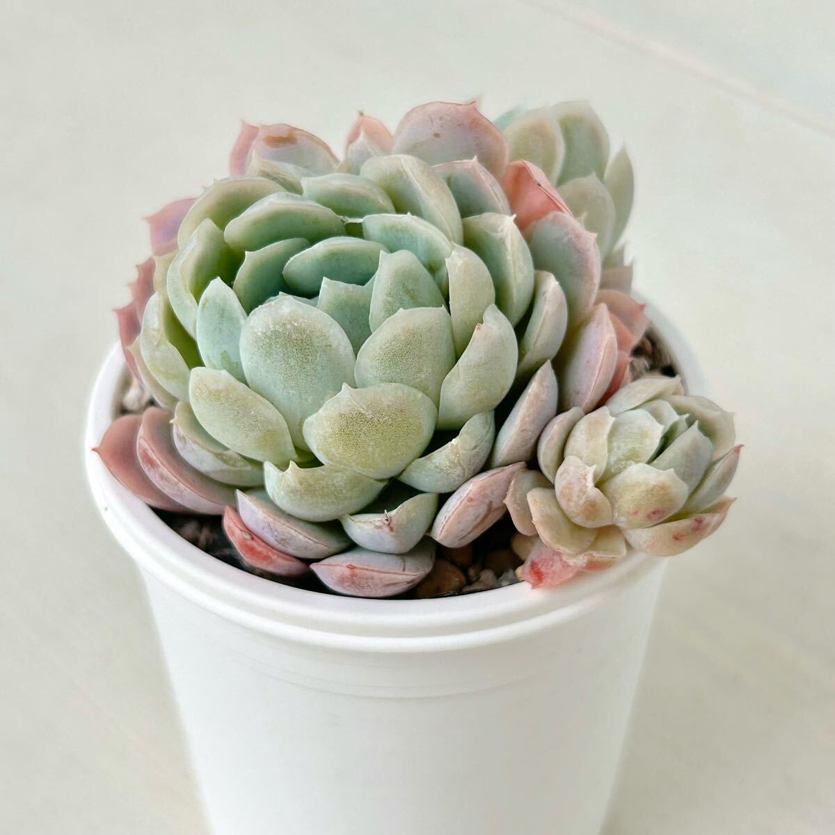 Yahoo!オークション - 【多肉植物】エケベリア・エレガンス 群生 Echev...