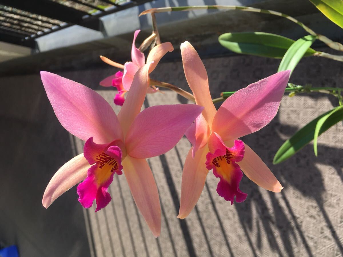 Yahoo!オークション - 1円スタート 洋蘭 交配種 カトレア Lc Santa Bar...