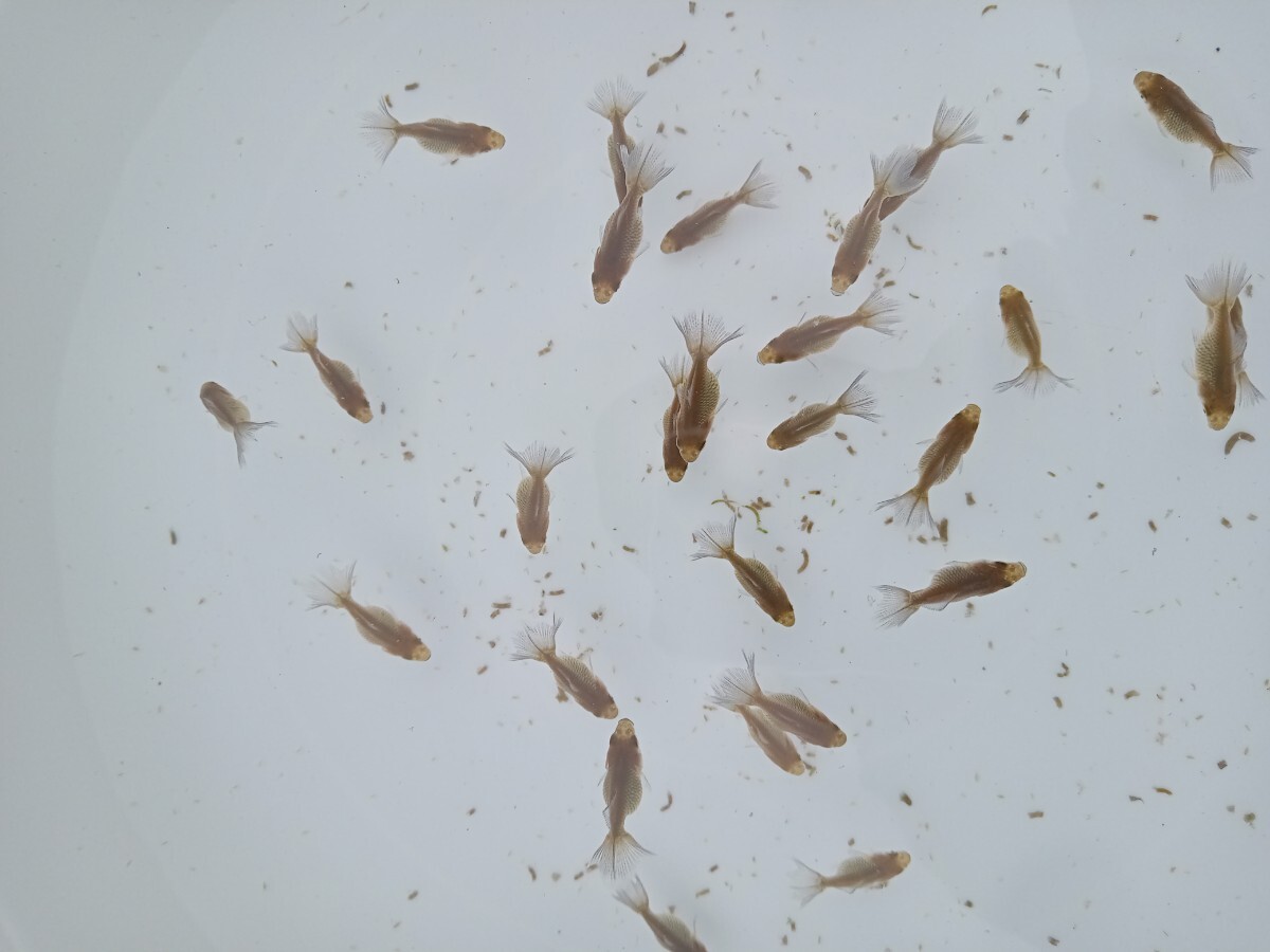 Yahoo!オークション - 土佐錦 丸鉢30匹