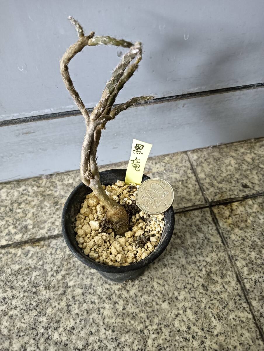 Yahoo!オークション - プテロカクタス 黒竜 塊根 コーデックス