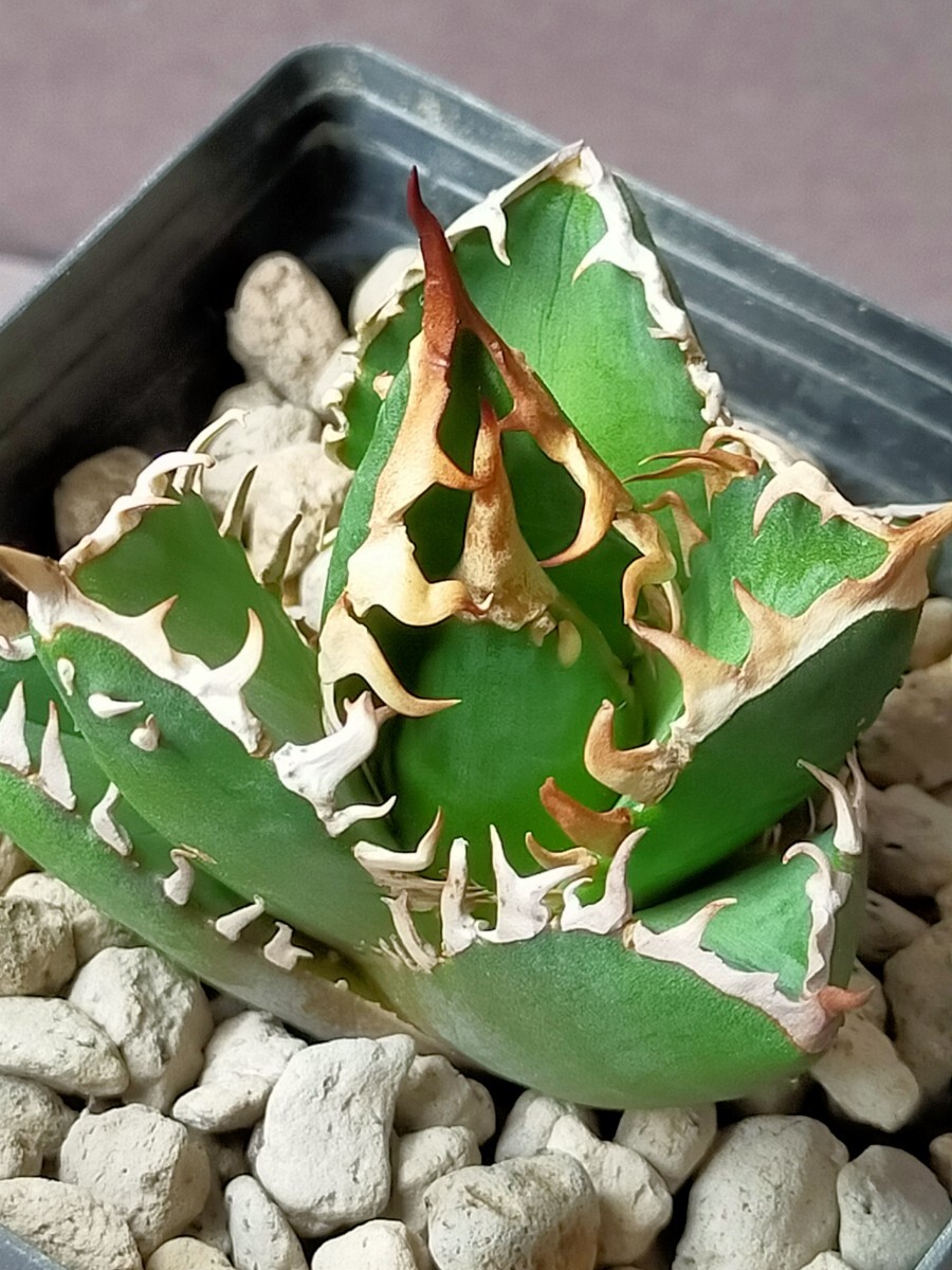 Yahoo!オークション - アガベ チタノタ レッドキャットウィーズル Agav...