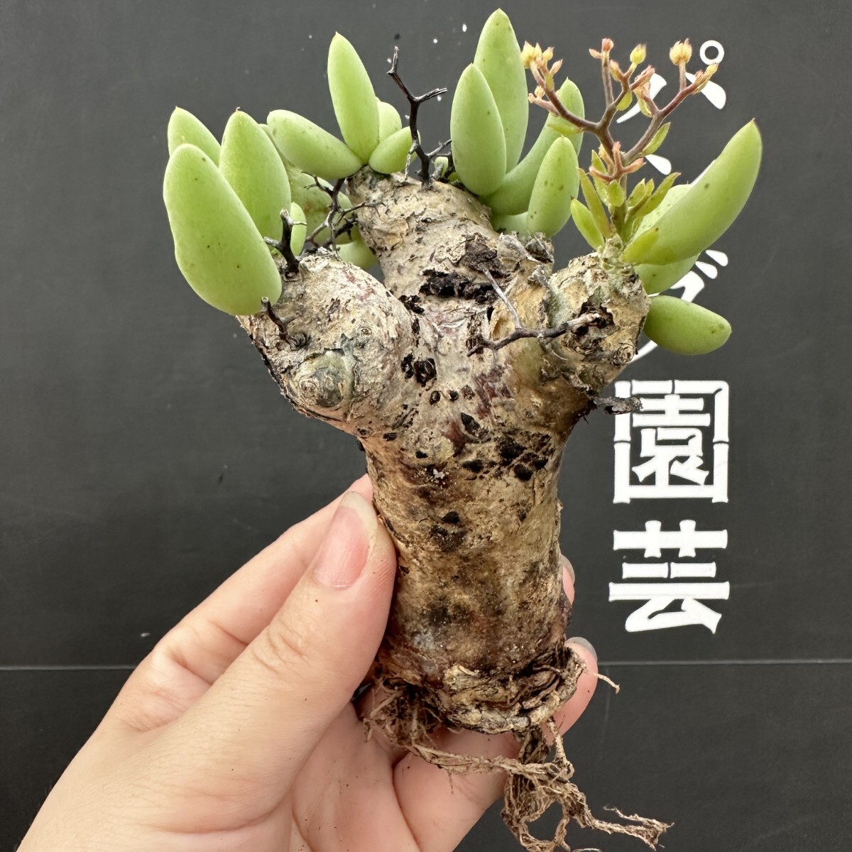 Yahoo!オークション - SS12 【パンダ園芸】塊根植物 チレコドン レティ...