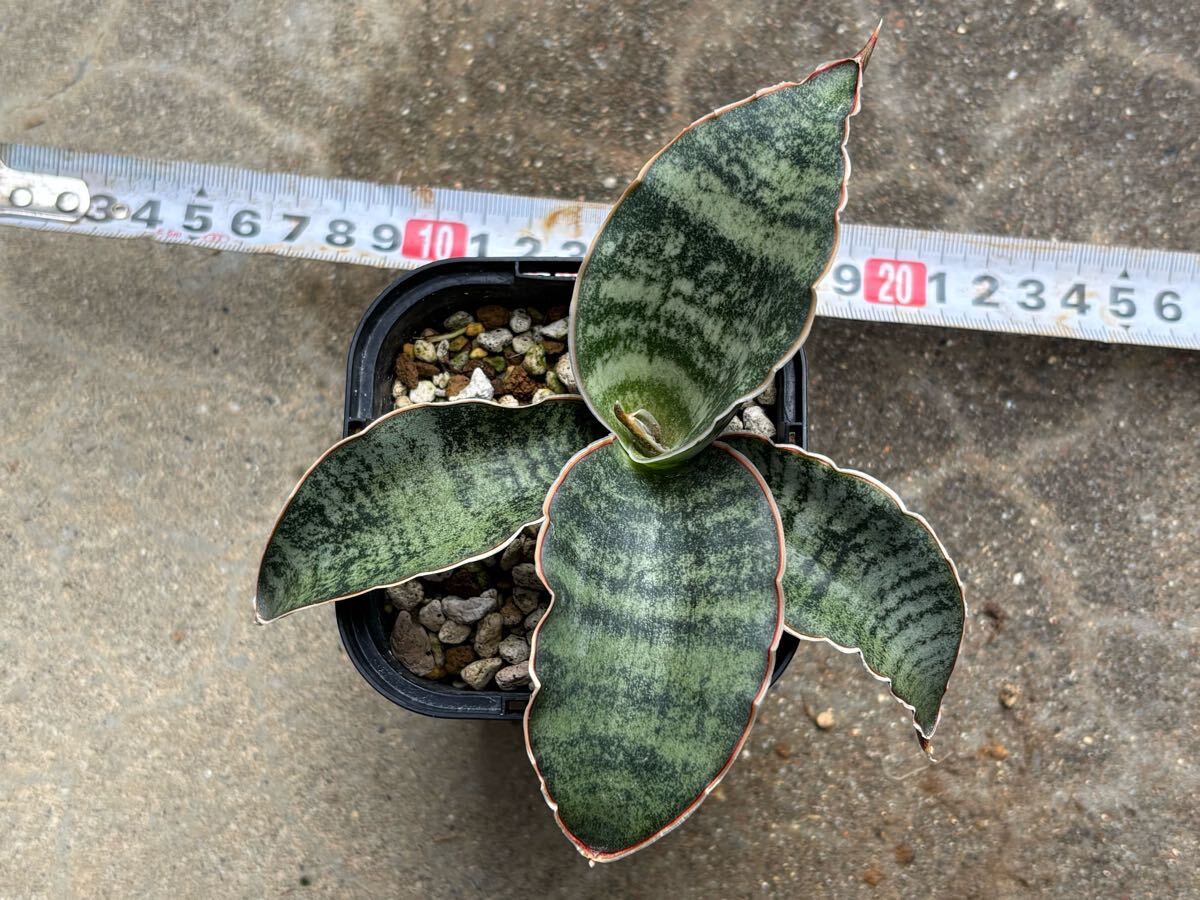 Yahoo!オークション - sansevieria 'mbeya blue' tanzania サンセベリ...