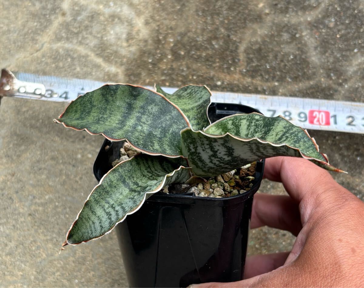 Yahoo!オークション - sansevieria 'mbeya blue' tanzania サンセベリ...