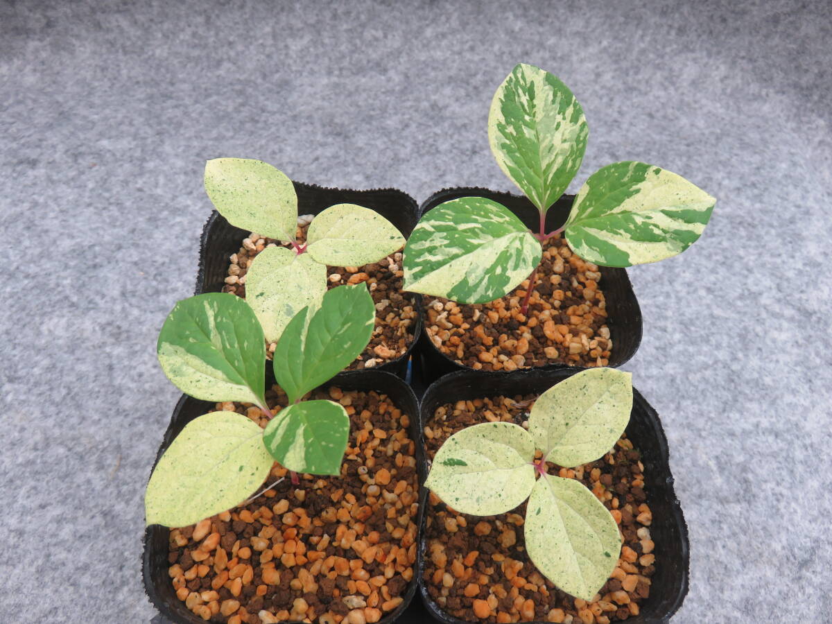 Yahoo!オークション - 山野草斑入ヤマシャクヤク飯田柄NO9