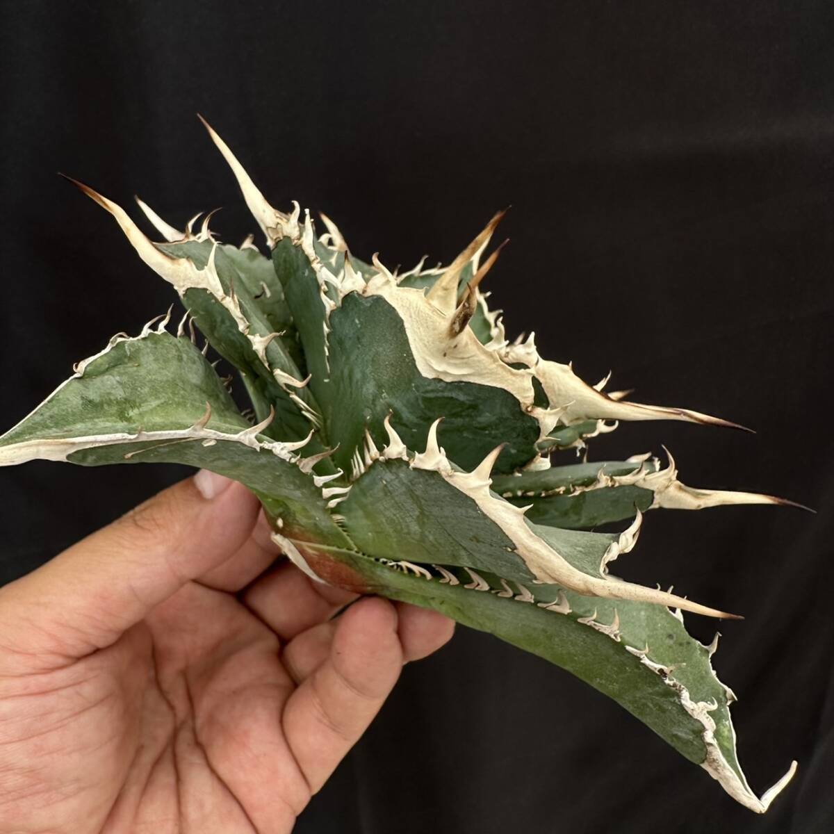 PTL SP02 Agave oteroi Oaxaca special株 アガベ オテロイ 強棘 スペシャル(アガベ)｜売買されたオークション情報、yahooの商品情報をアーカイブ公開 ...