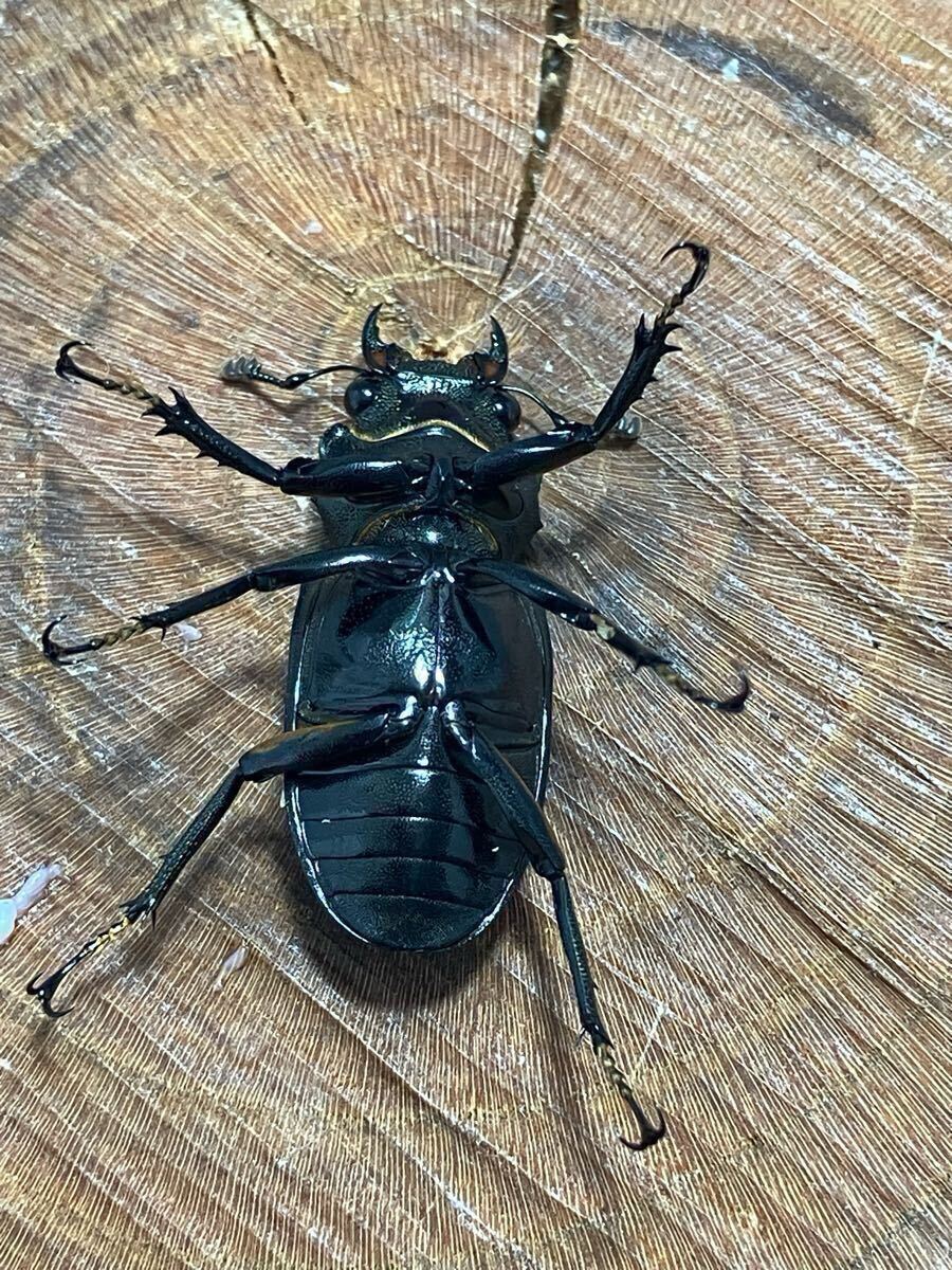 Yahoo!オークション - エラフスホソアカクワガタ CBF1 ♀単 5/10自力ハ...