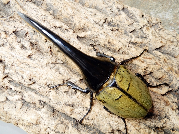 Yahoo!オークション - ぴかいち D・Hヘラクレス♂157mm単品 ②