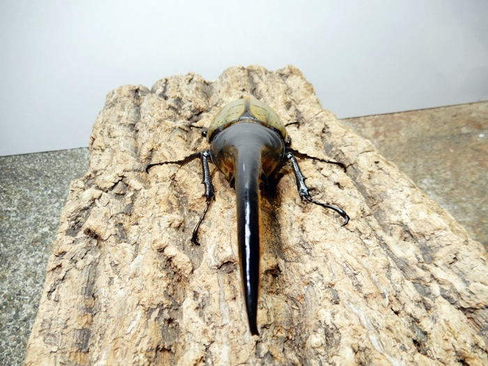 Yahoo!オークション - ぴかいち D・Hヘラクレス♂157mm単品 ②