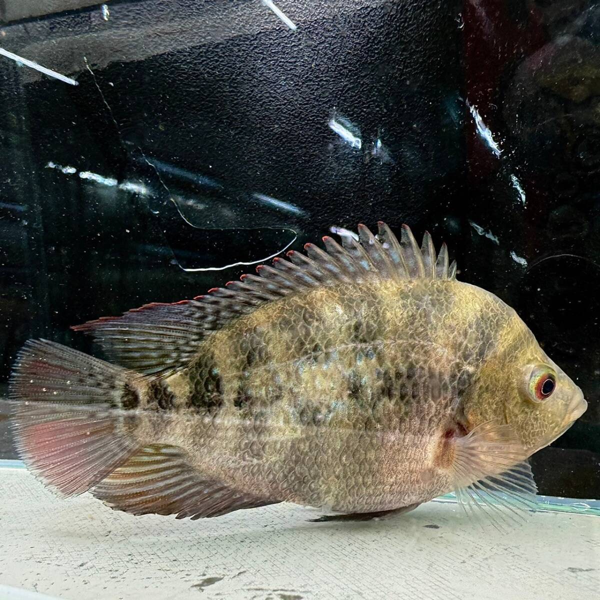 Yahoo!オークション - 2匹 フラワーホーン 10～15cm± 2匹 [26131] 不...