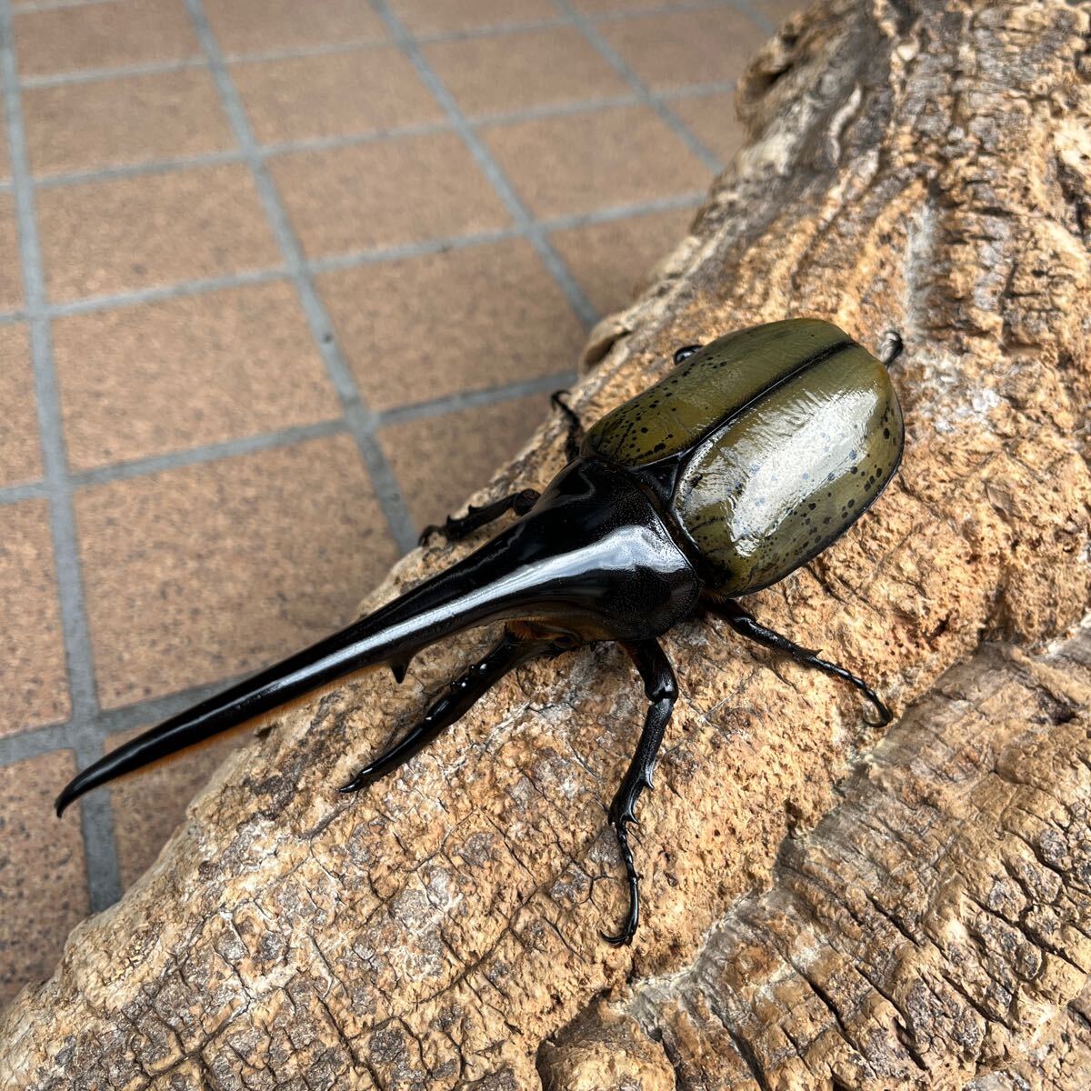 Yahoo!オークション - D.Hヘラクレス ♂156mm T117FFOAKSvol.3×0F136F...