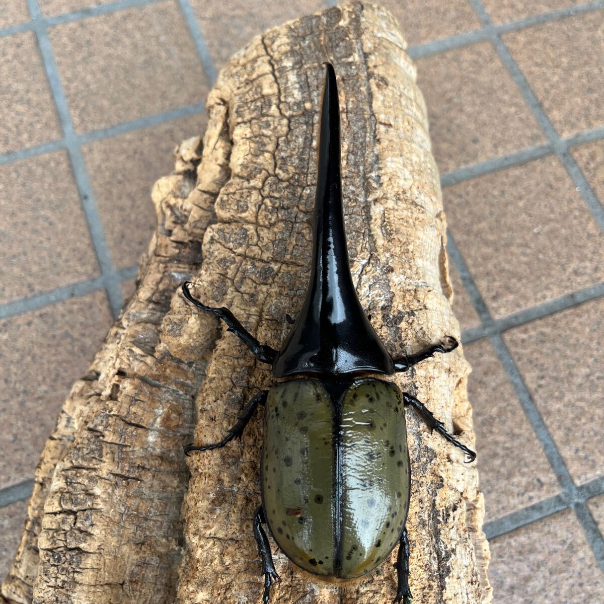 Yahoo!オークション - D.Hヘラクレス ♂158mm T117FFOAKSvol.3-0F136FF...