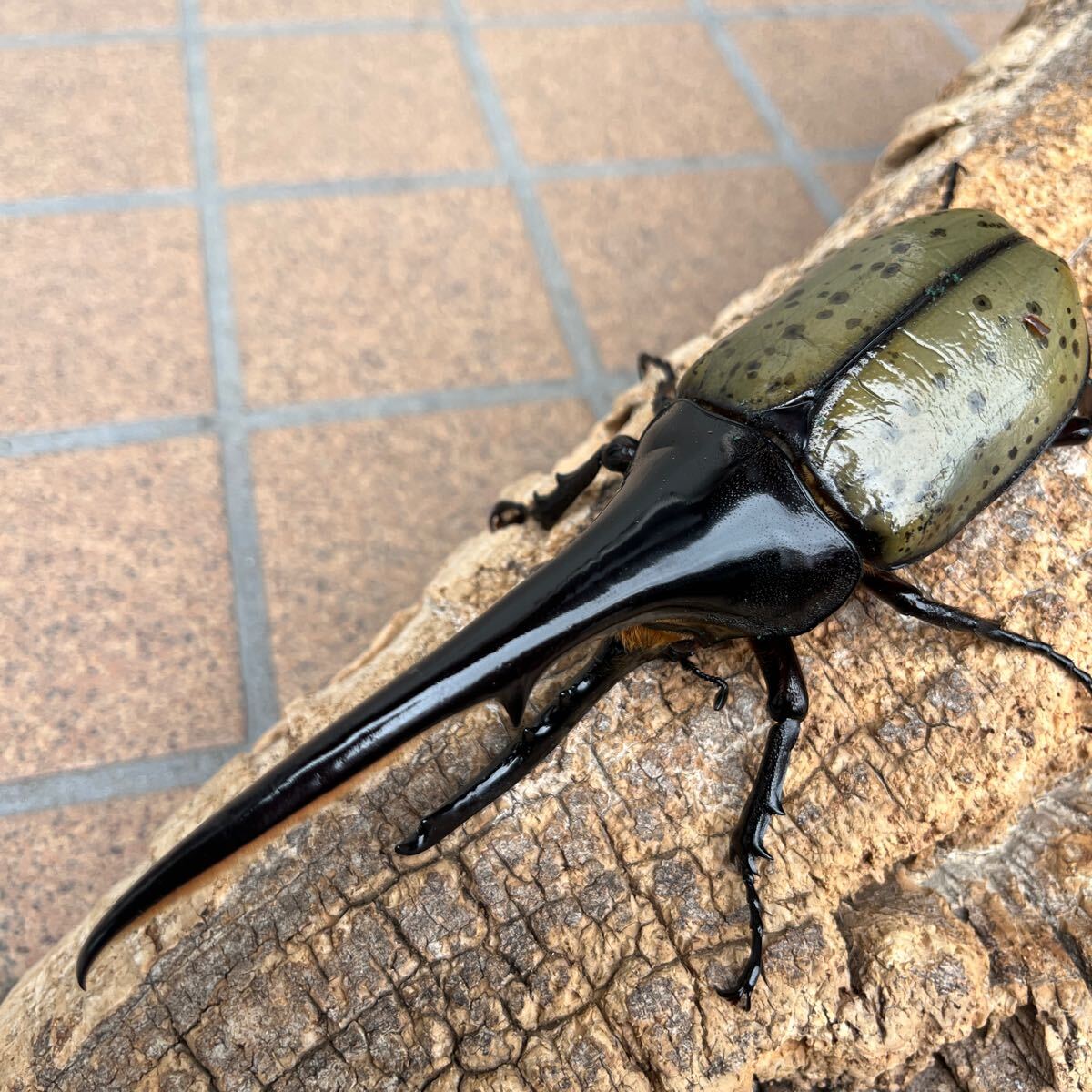 Yahoo!オークション - D.Hヘラクレス ♂158mm T117FFOAKSvol.3-0F136FF...