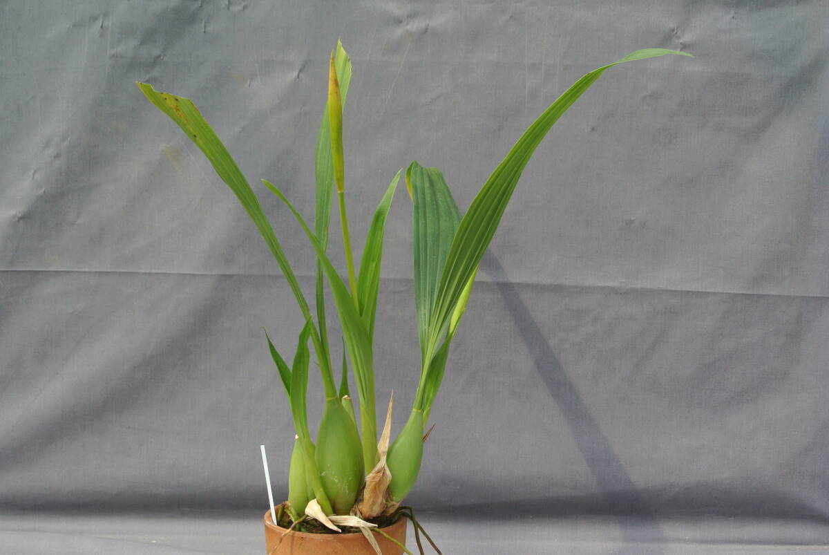 Yahoo!オークション - 【原種セロジネ】Coel.marmolata