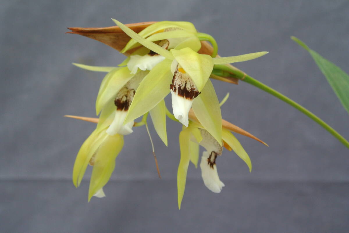 Yahoo!オークション - 【原種セロジネ】Coel.marmolata