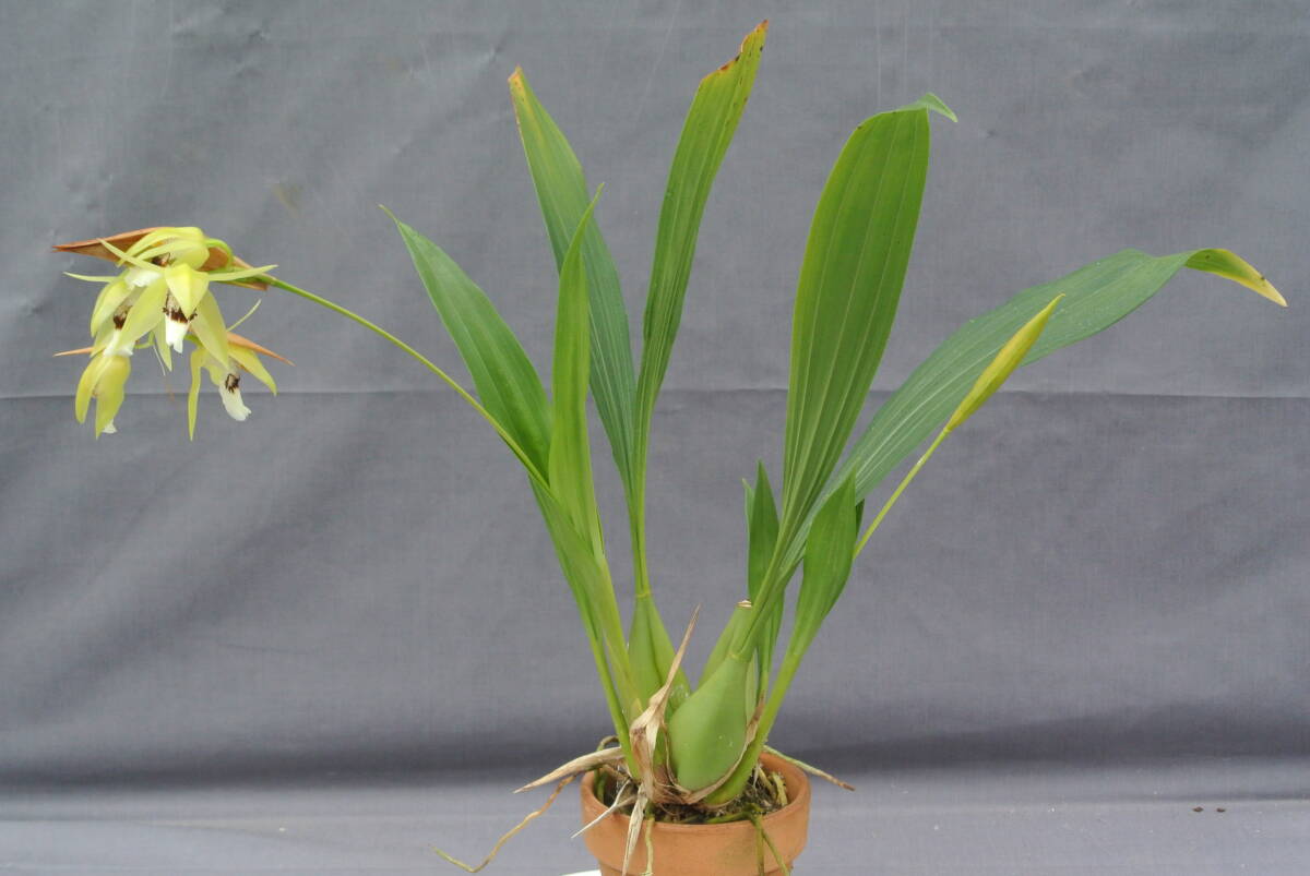 Yahoo!オークション - 【原種セロジネ】Coel.marmolata