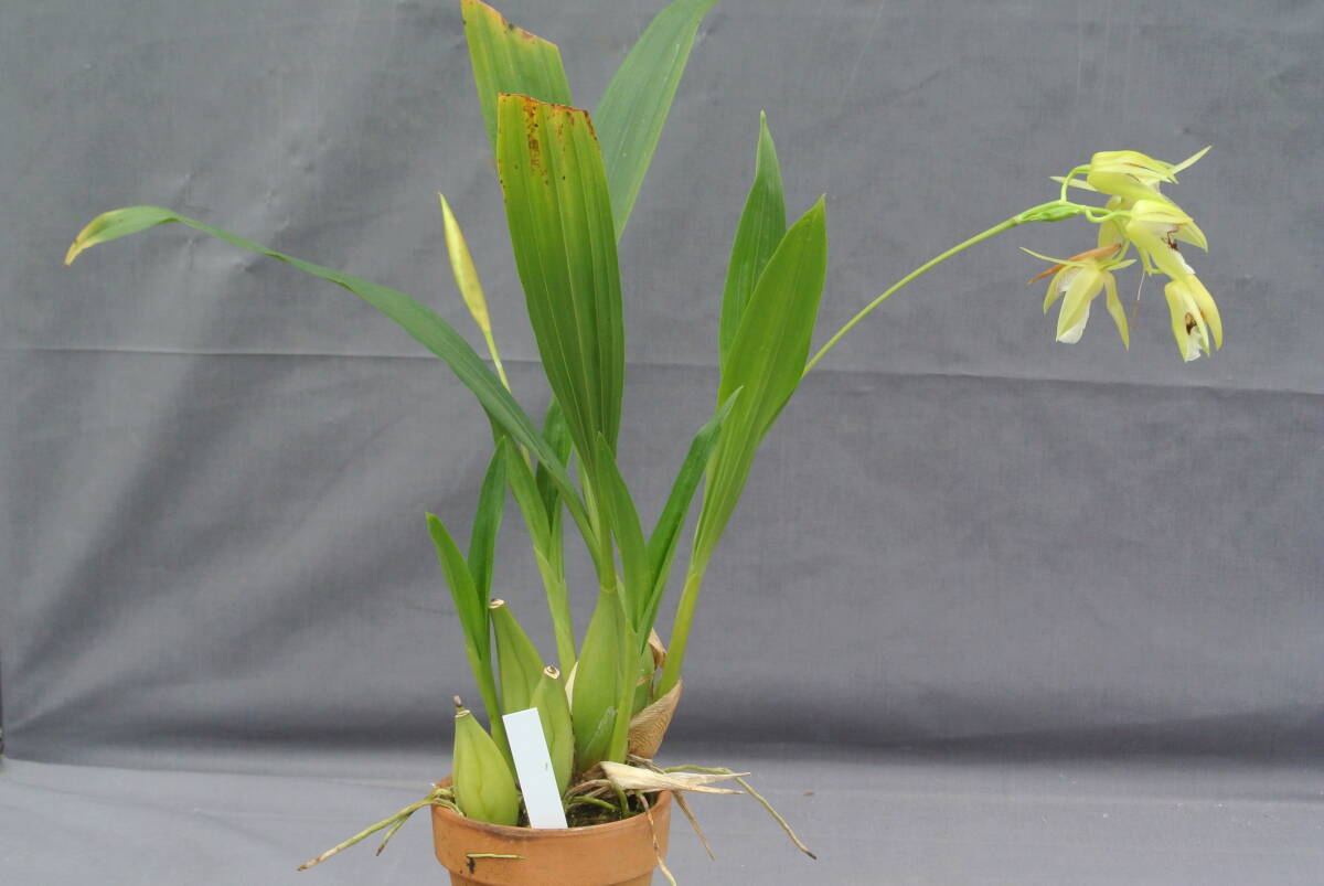 Yahoo!オークション - 【原種セロジネ】Coel.marmolata