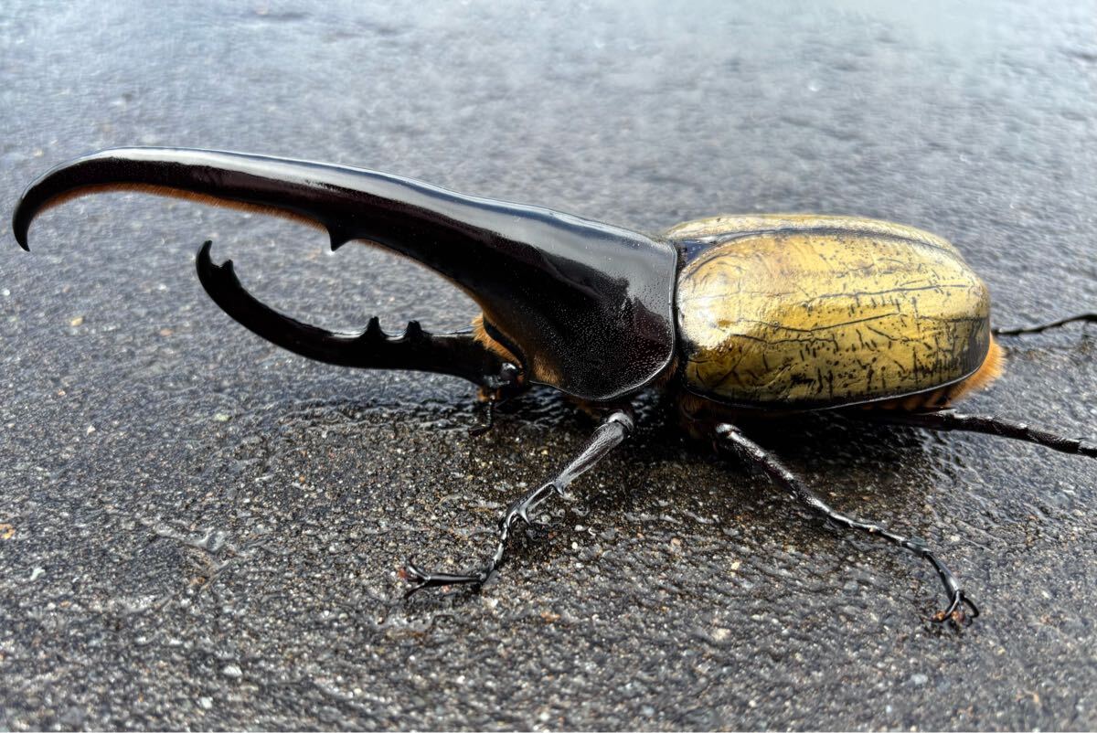 Yahoo!オークション - 【Lucanus_7】D.H.ヘラクレス FF-FF136×0F136FO...