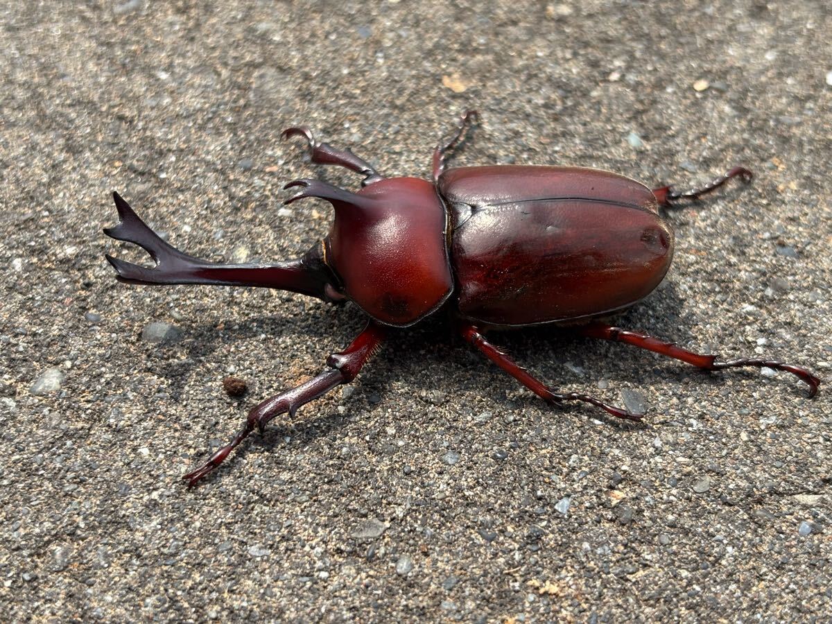 Yahoo!オークション - 【Lucanus_7】国産カブト 阿古谷RR 73mm ペア