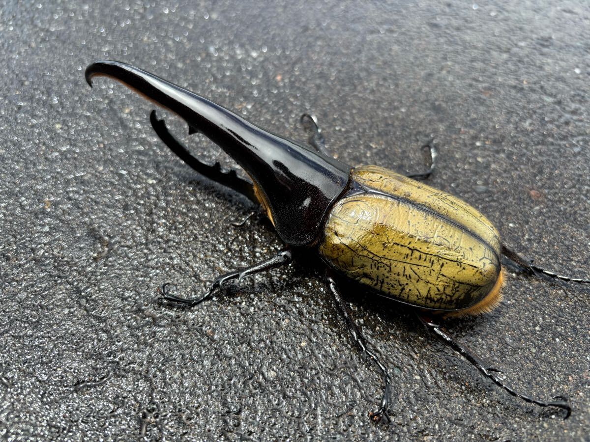 Yahoo!オークション - 【Lucanus_7】D.H.ヘラクレス FF-FF136×0F136FO...