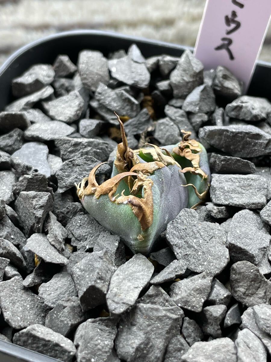 Yahoo!オークション - 【osp産発根済み子株】ZEUS ゼウス アガベ チタ...