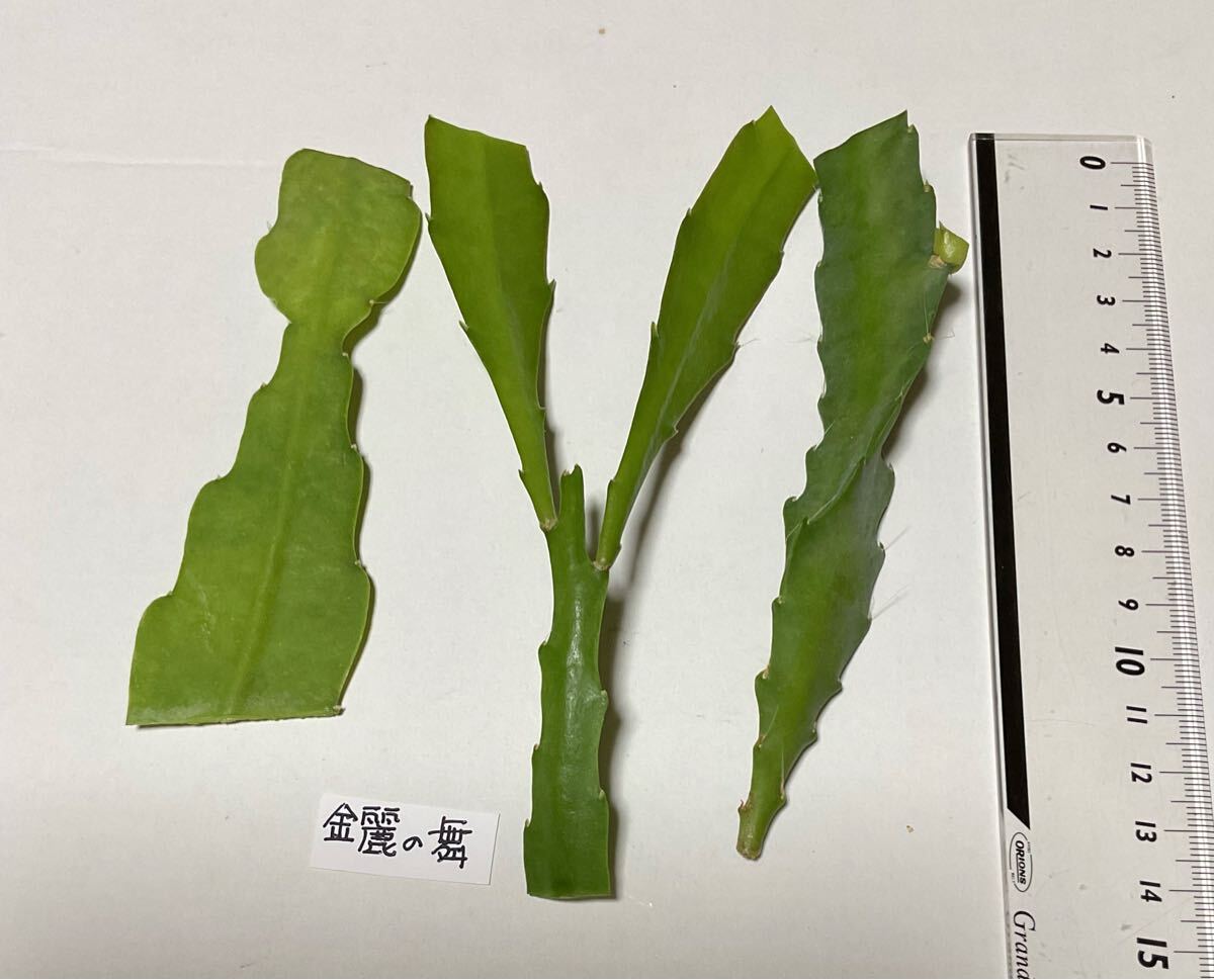 Yahoo!オークション - クジャクサボテン 金麗の舞 さし穂