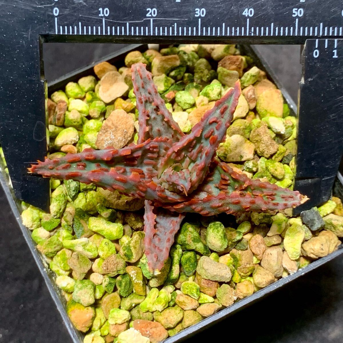 Yahoo!オークション - Fareal B82 アロエ ハイブリッド Castilloniae ...