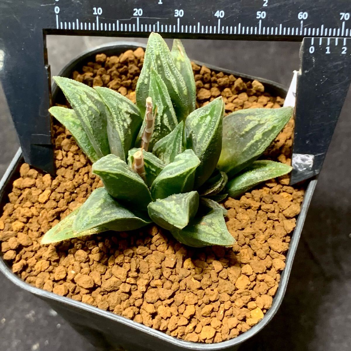 Yahoo!オークション - Fareal B28 ハオルチア EVA-00