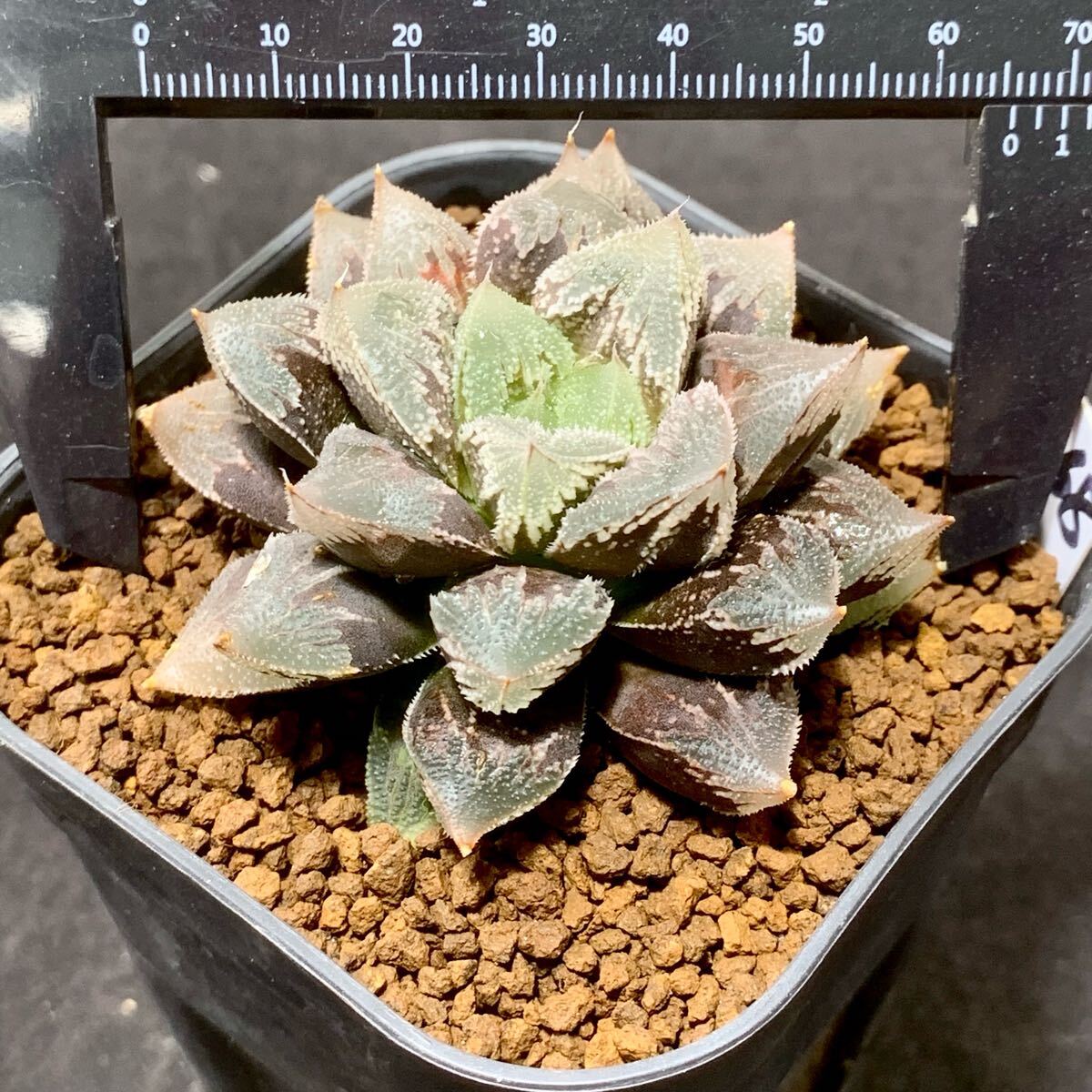 Yahoo!オークション - Fareal P268 ハオルチア 白帝城