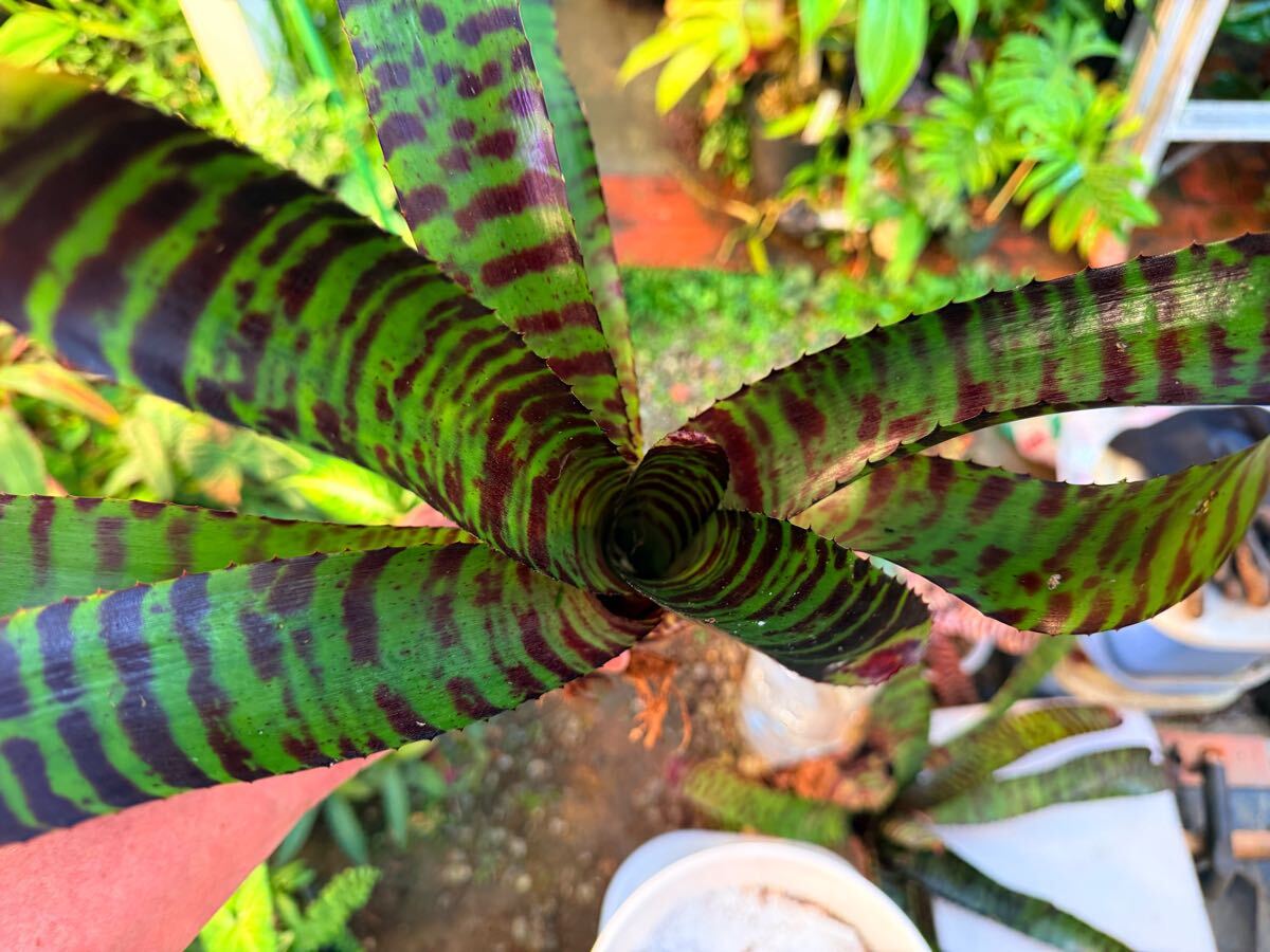 Yahoo!オークション - ネオレゲリア Hyb. ハンニバル レクター