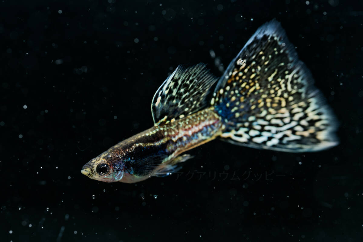 Yahoo!オークション - 【アクアリウム グッピー】現物出品39A 39B タイ...