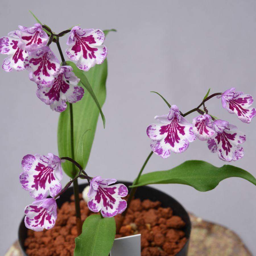 Yahoo!オークション - i0198-04無銘イワチドリ人工交雑種 濃斑紋花の増...