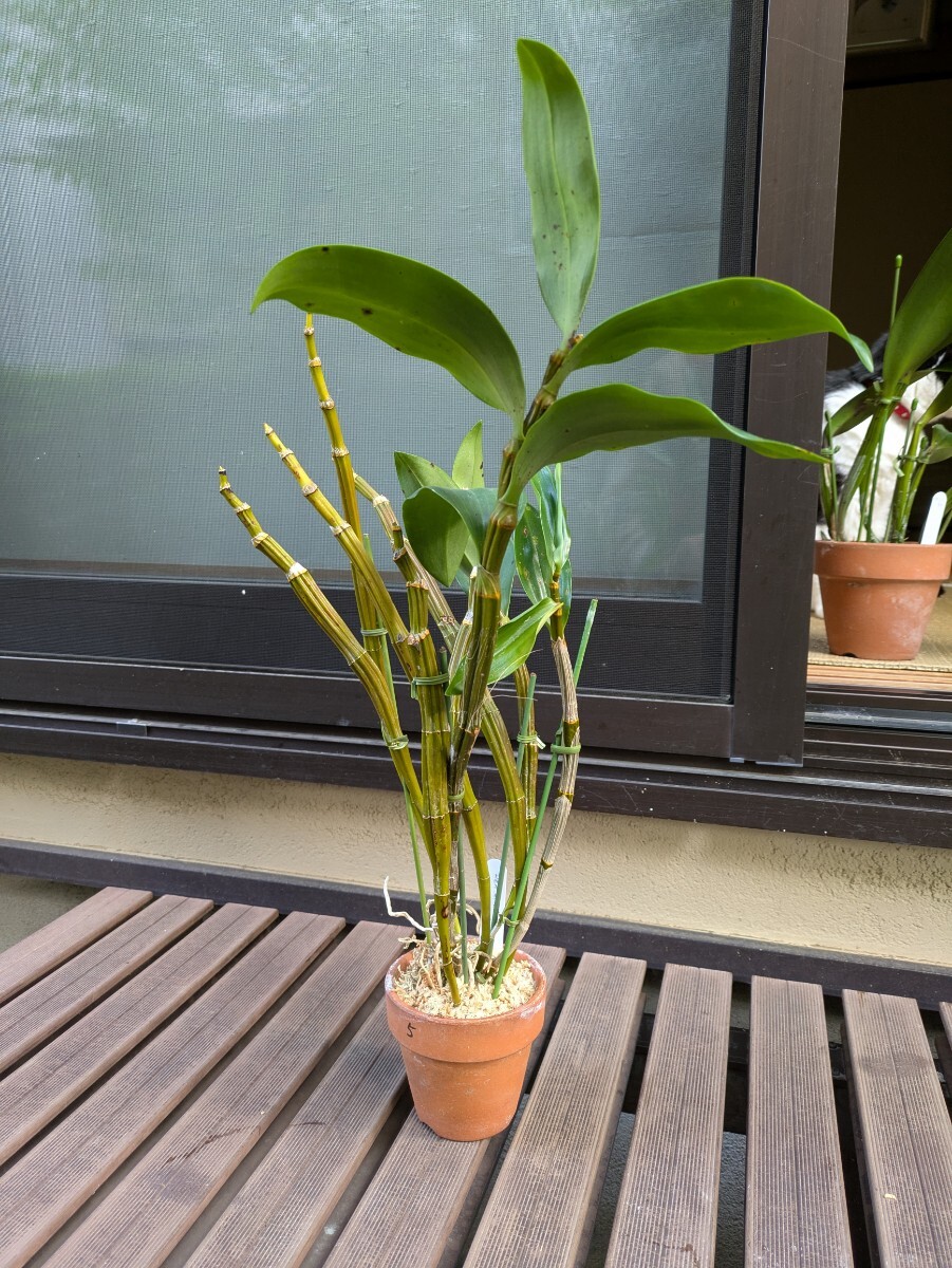 Yahoo!オークション - 洋蘭原種 Den.amabile ‘Benibotan‘ (OG)