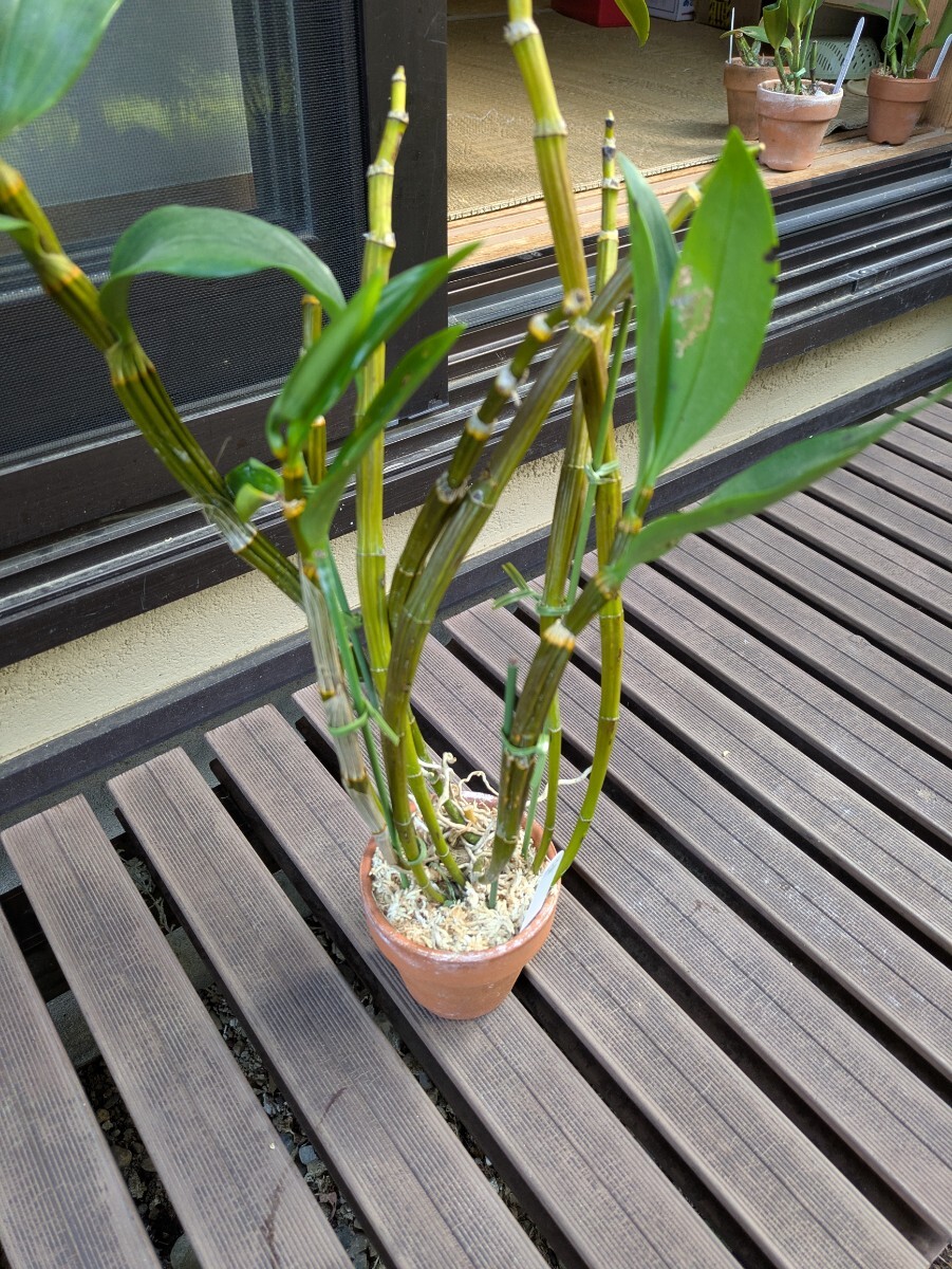 Yahoo!オークション - 洋蘭原種 Den.amabile ‘Benibotan‘ (OG)