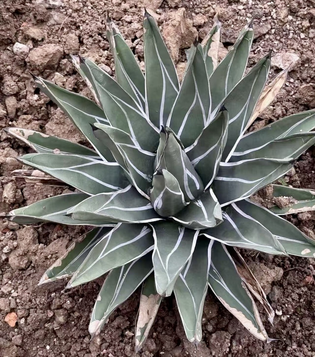 Yahoo!オークション - 【Lj_plants】Q39 激レア高級品種 アガベ 笹吹雪...