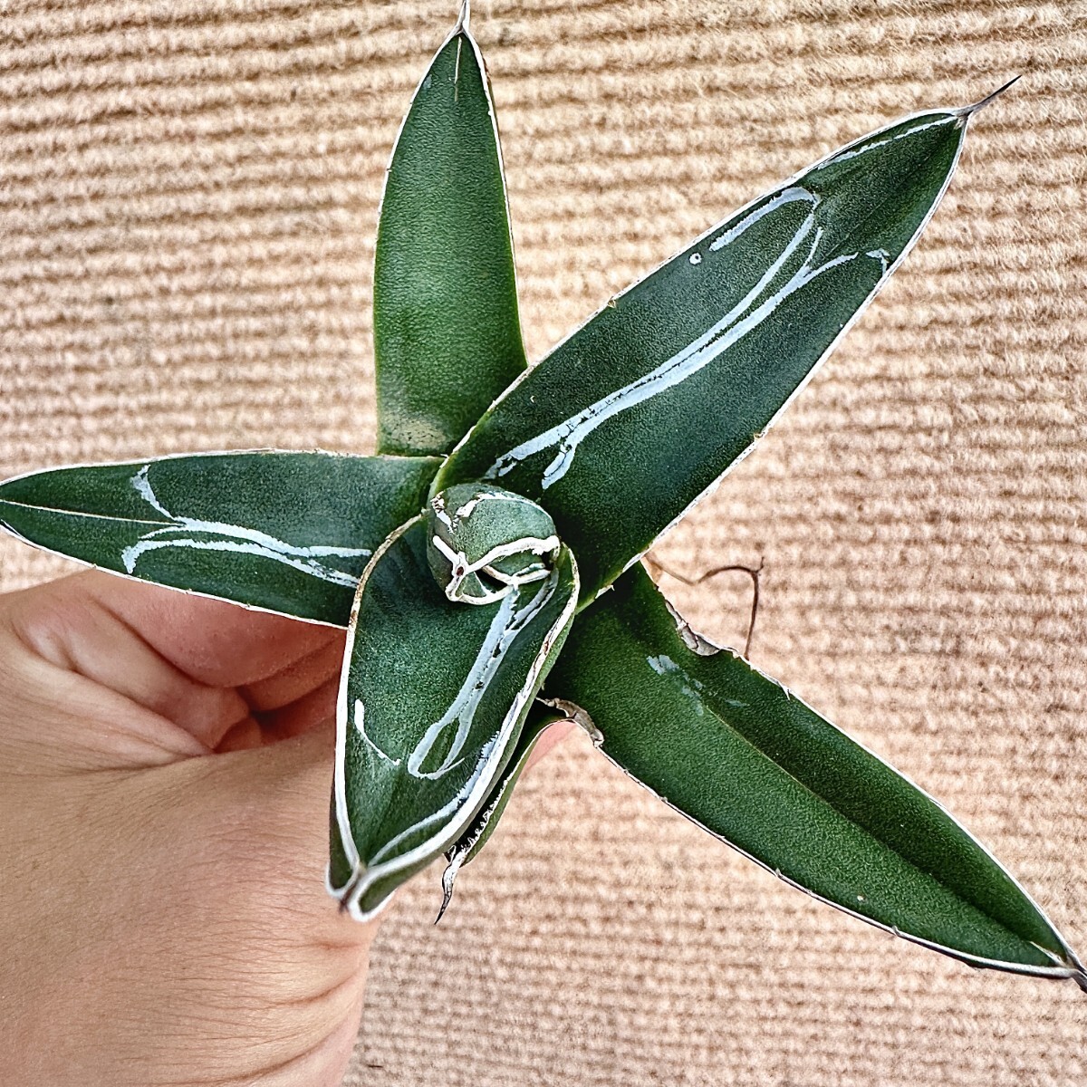 Yahoo!オークション - 【Lj_plants】Q39 激レア高級品種 アガベ 笹吹雪...