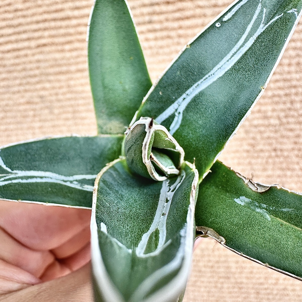 Yahoo!オークション - 【Lj_plants】Q39 激レア高級品種 アガベ 笹吹雪...