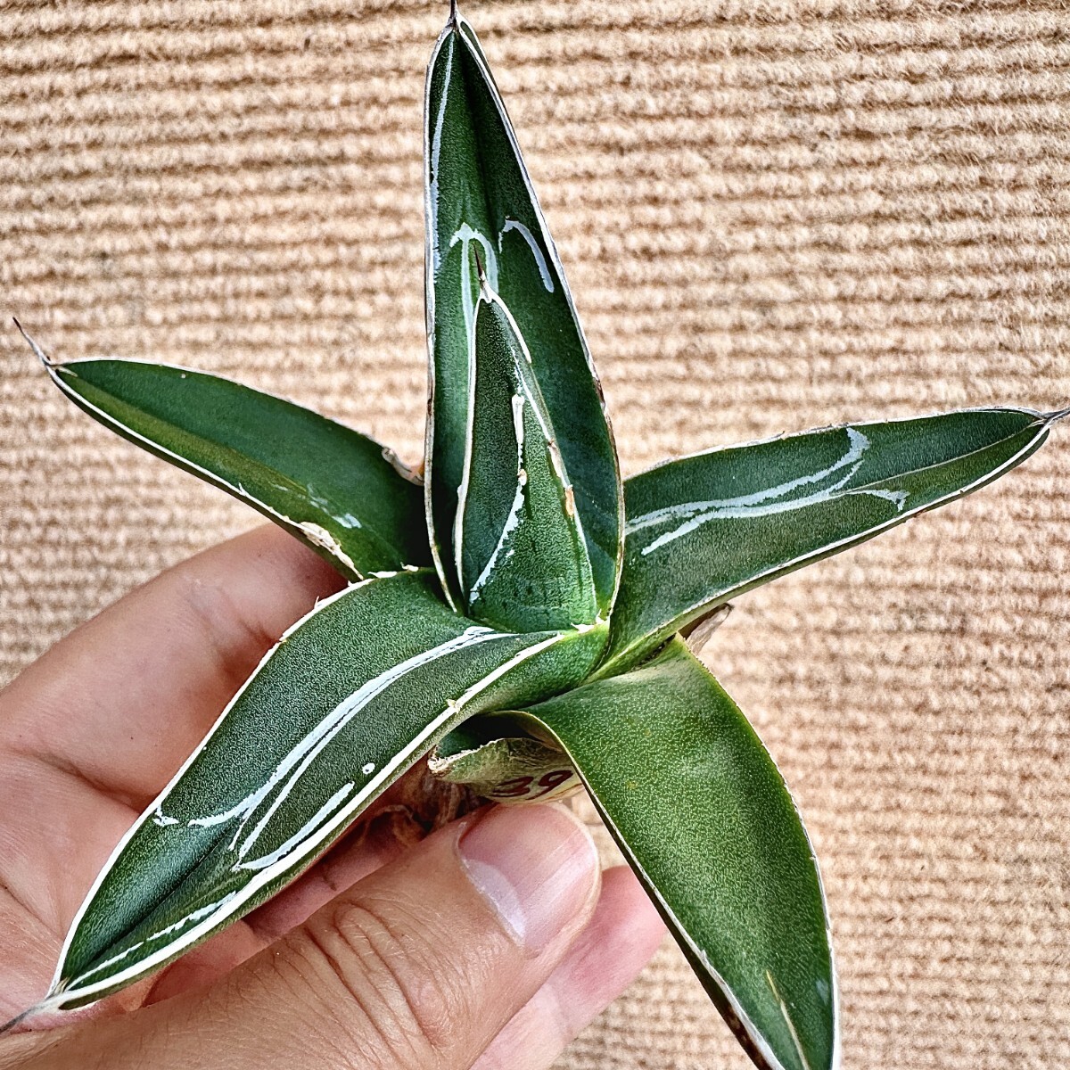 Yahoo!オークション - 【Lj_plants】Q39 激レア高級品種 アガベ 笹吹雪...