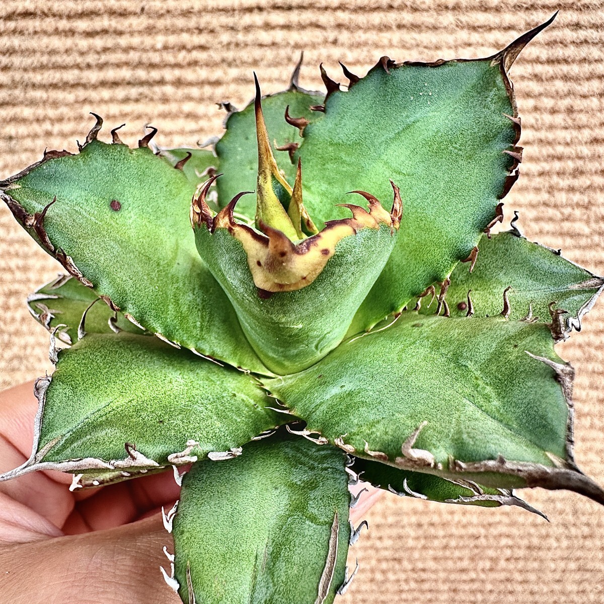 Yahoo!オークション - 【Lj_plants】Q66 厳選希少株 アガベ チタノタ実...