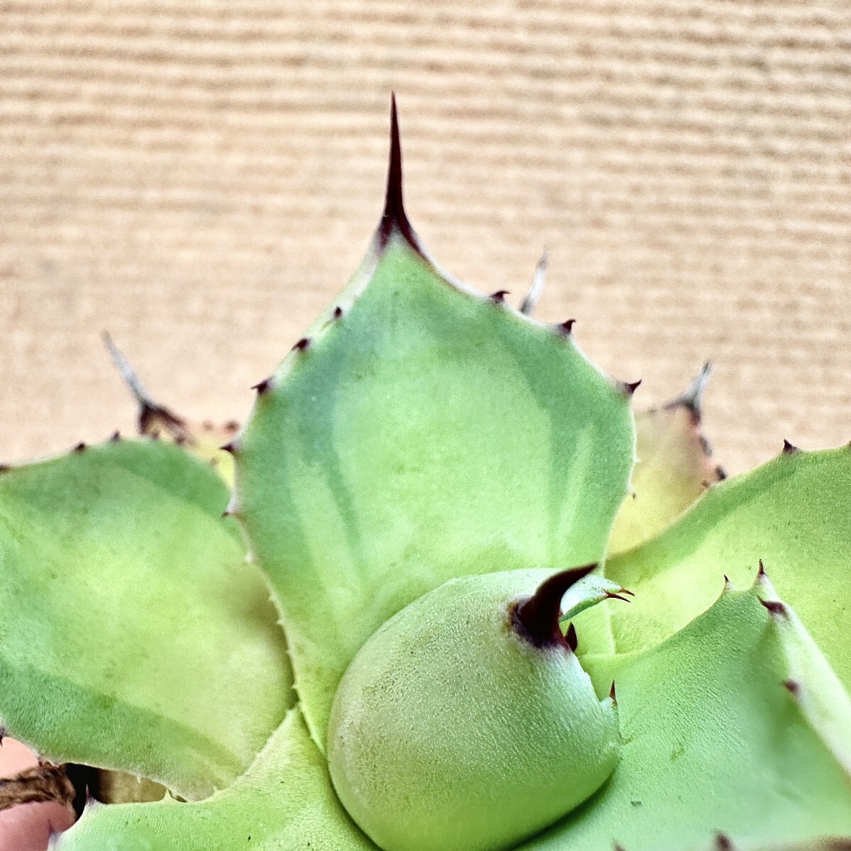 Yahoo!オークション - 【Lj_plants】Q180 激レア高級品種 多肉植物 ア...