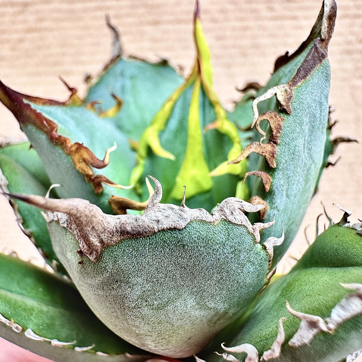 Yahoo!オークション - 【Lj_plants】Q184 激レア高級品種 アガベ チタ...