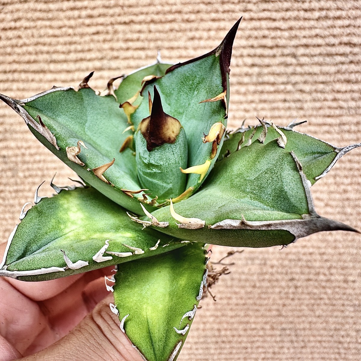 Yahoo!オークション - 【Lj_plants】Q171 厳選 アガベ チタノタ実生 厳...