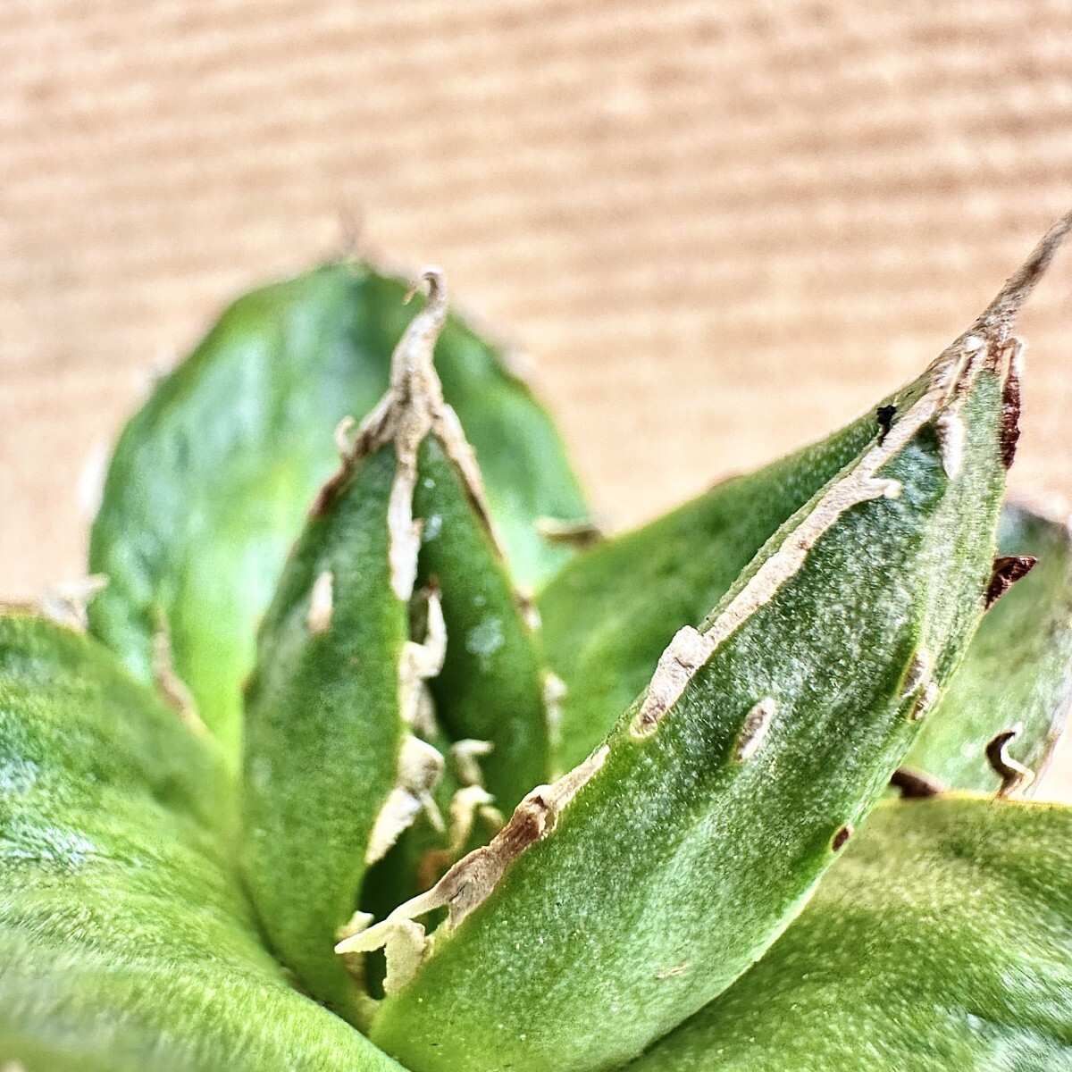 Yahoo!オークション - 【Lj_plants】Q239 新種の先発です 貴重な希少...