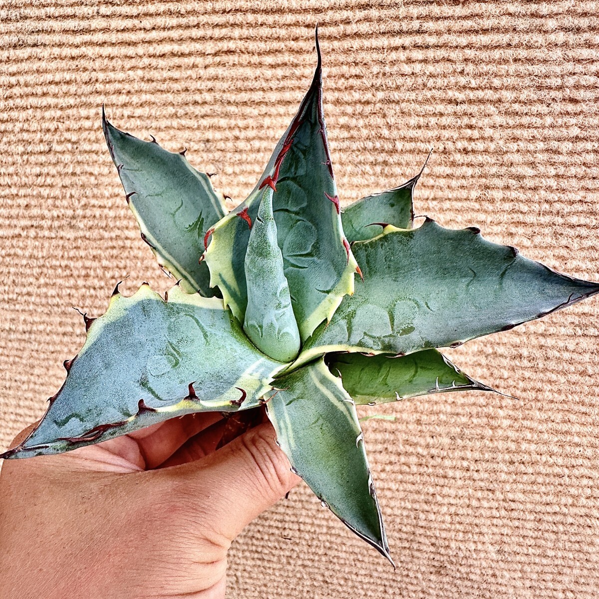 Yahoo!オークション - 【Lj_plants】Q237 激レア高級品種 アガベ オバ...